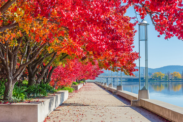 Canberra Accommodation - Book Apartment Hotels | Adina Hotels